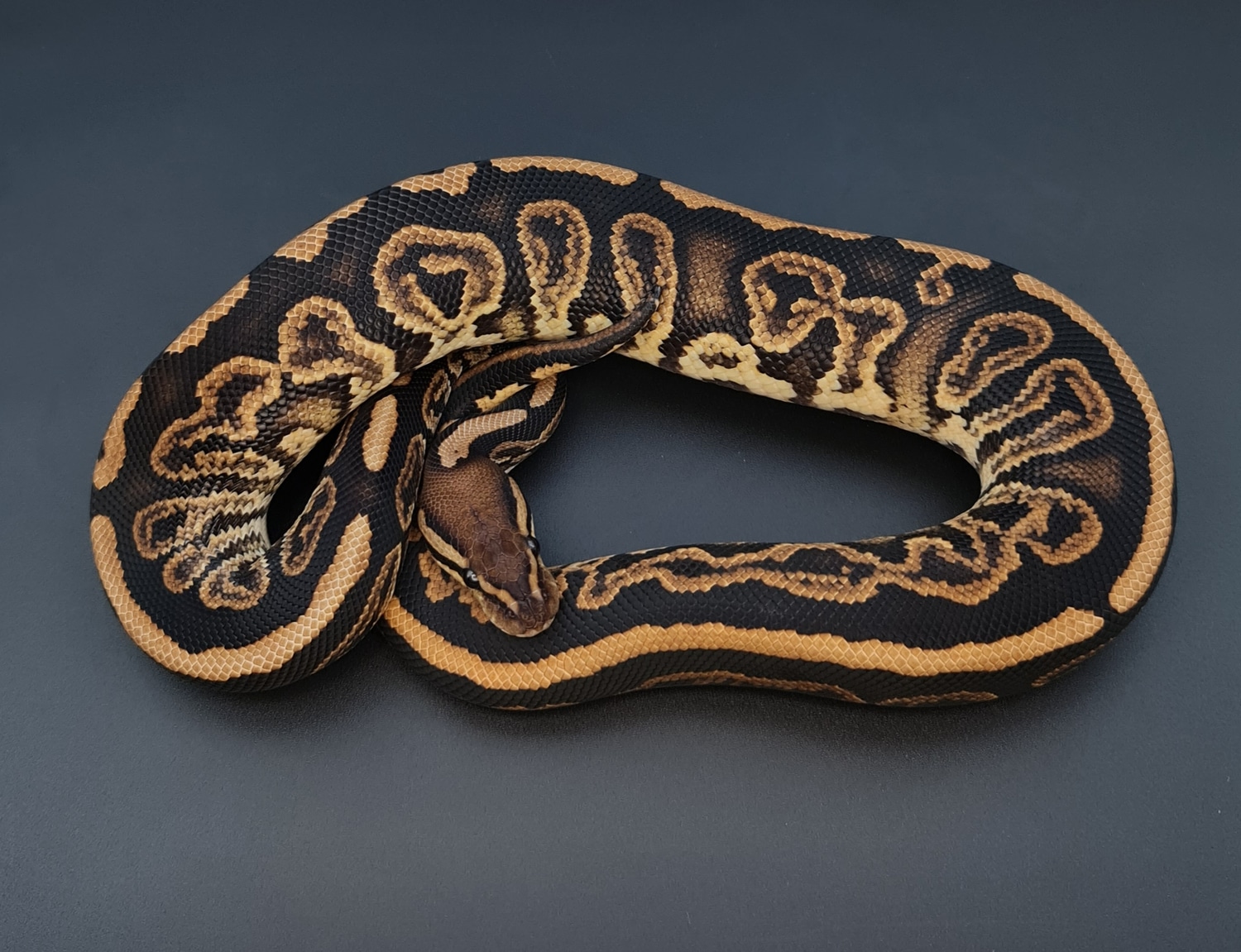 BlackPastel Trick Het. Piebald Ball Python by WW-Ballpythons - MorphMarket