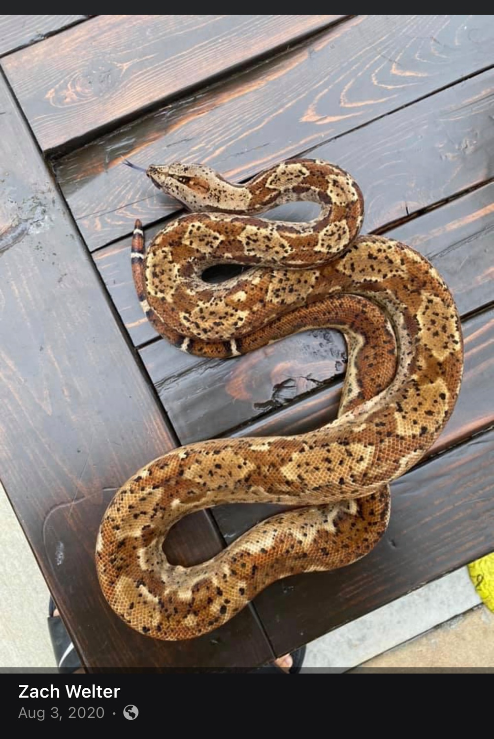 Hypo Het Leopard Boa Constrictor by Welter Weight Boas - MorphMarket