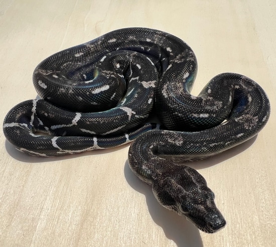 Black Devil Poss Het Kahl Boa Constrictor by Welter Weight Boas