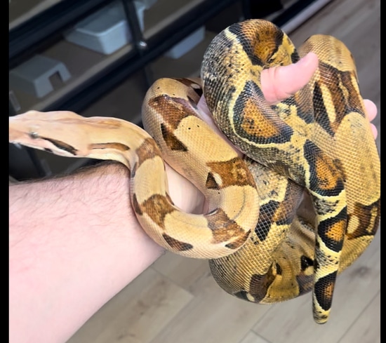 Ferrari/Inferno Pastel Boa Constrictor by Welter Weight Boas