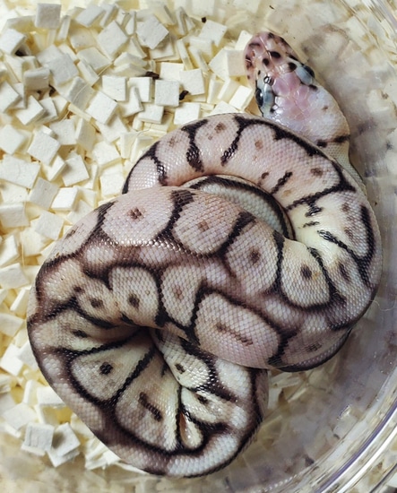 Killer Bee GHI Lori W/ Bonus Ball Python by WT BAZAAR