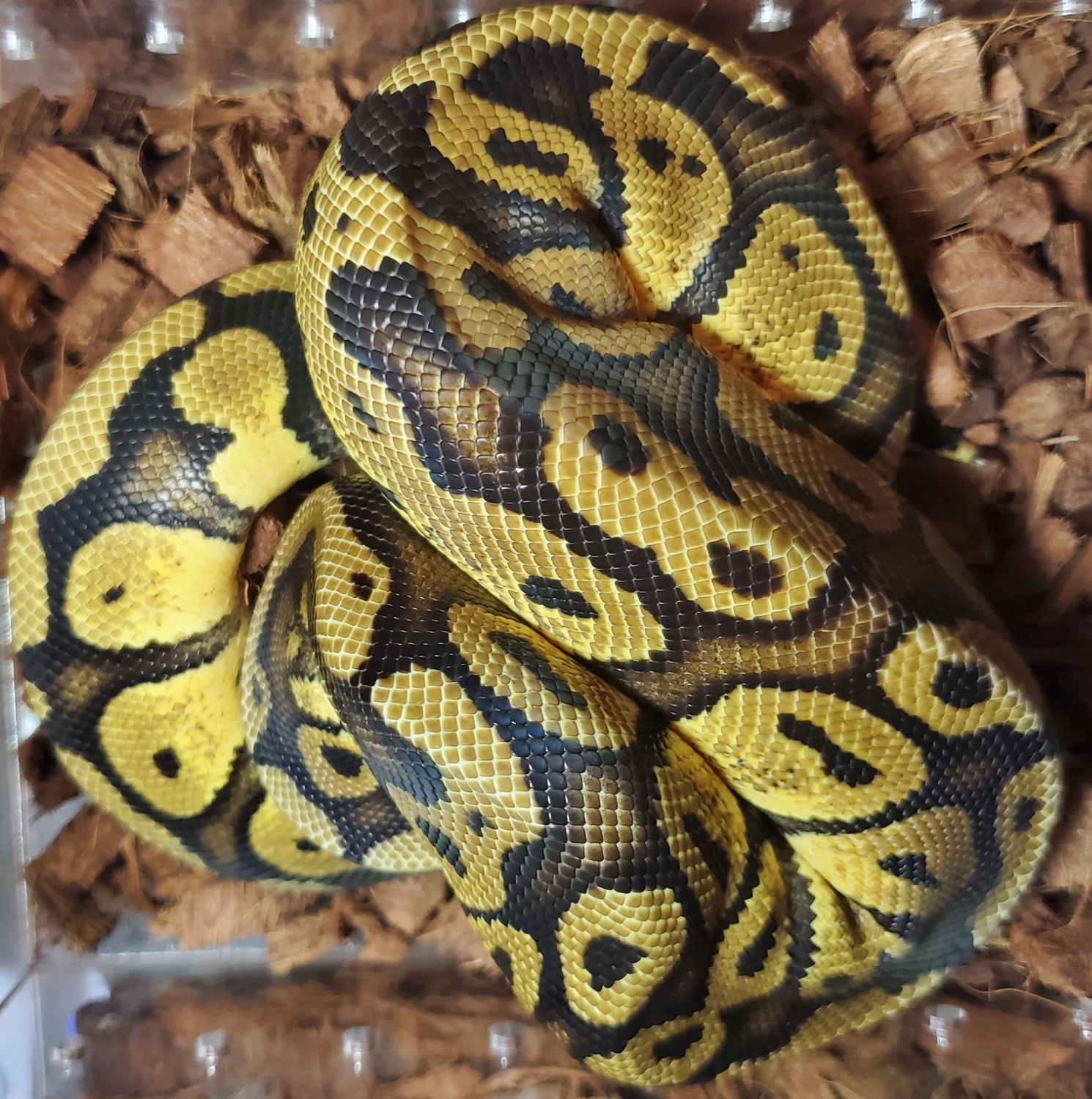 Pastel Red Stripe Ball Python by Wt Bazaar - MorphMarket