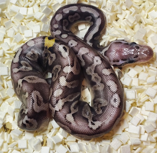 Super Pastel GHI Lori Paradox Ball Python by WT BAZAAR