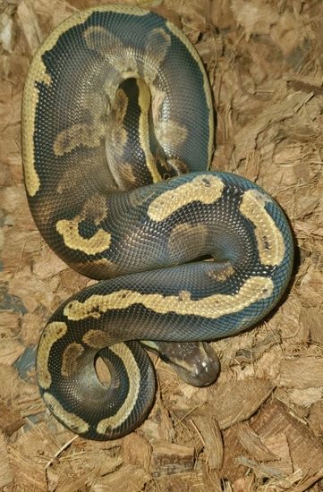 Copper GHI Yellow Belly Het Pied Ball Python by WT BAZAAR