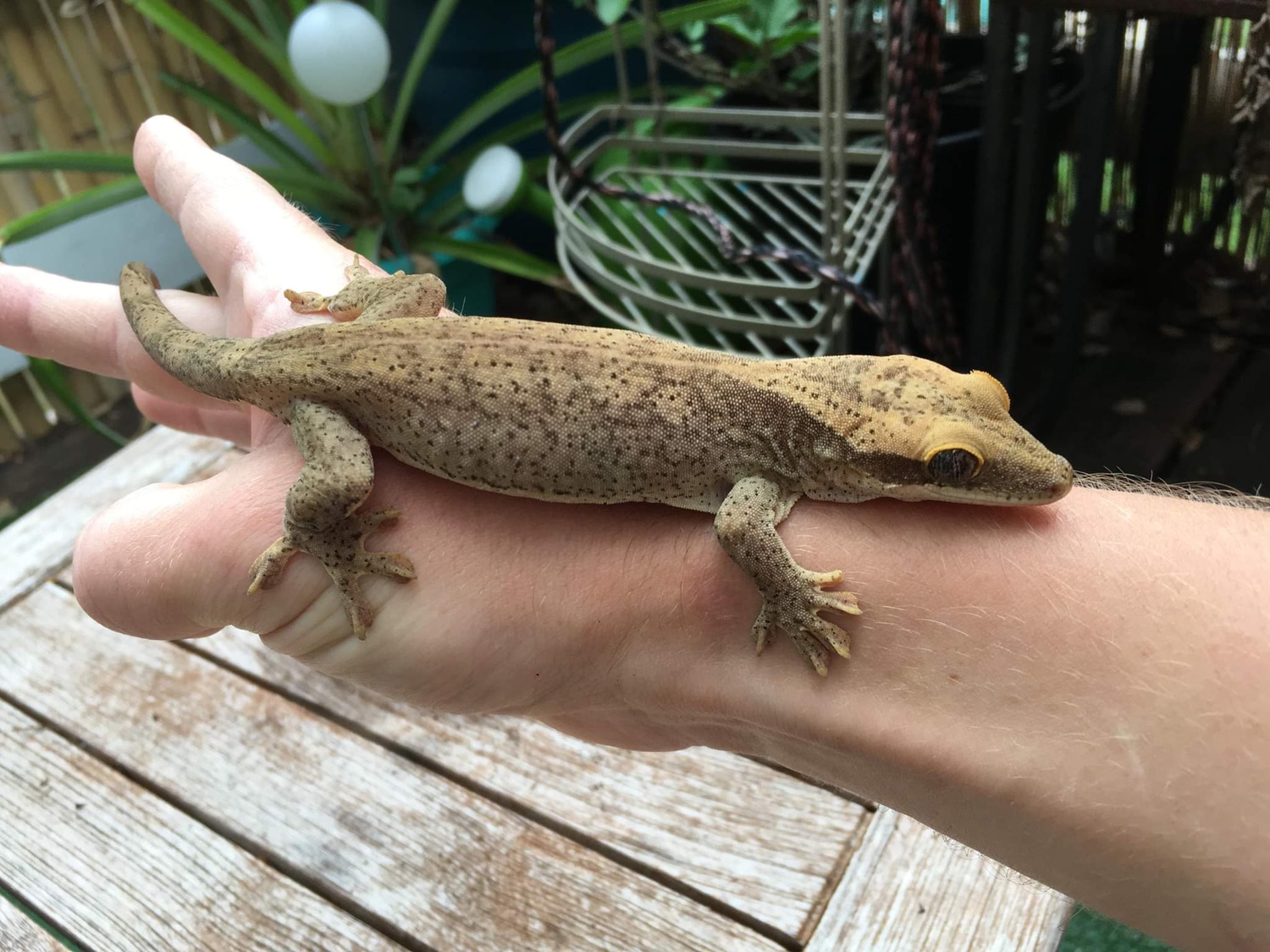 Sara Female CBB More Gecko by Wt Bazaar - MorphMarket