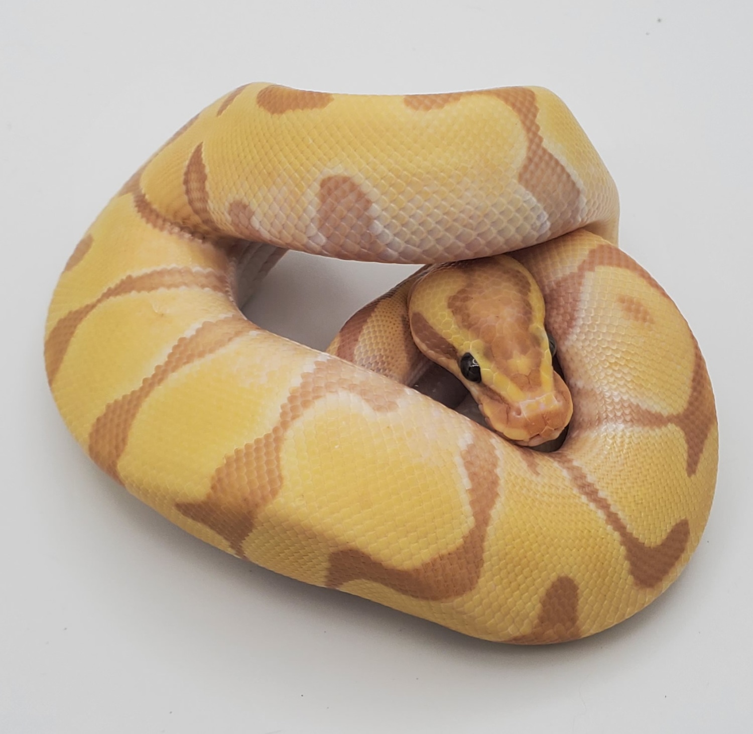 Banana Super Enchi Ball Python by Wt Bazaar - MorphMarket