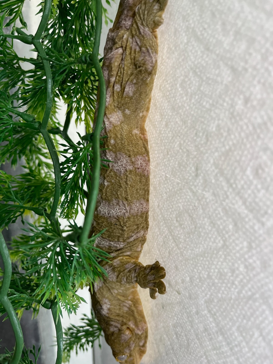 Nuu Ami Cross Nuu Ana Leachianus Gecko by Wt Bazaar - MorphMarket