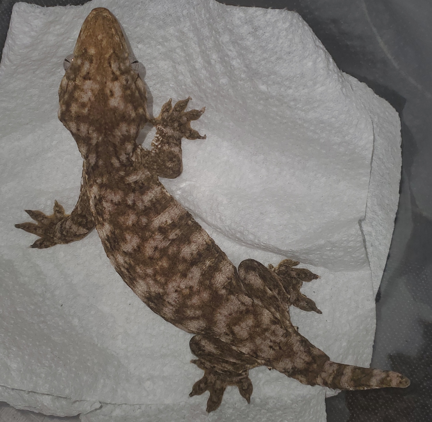 High Snow Flake GT Cross Leachianus Gecko by Wt Bazaar - MorphMarket