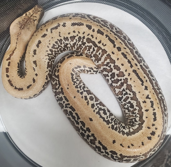 Pixel Het T+Albino Blood Python by WT BAZAAR