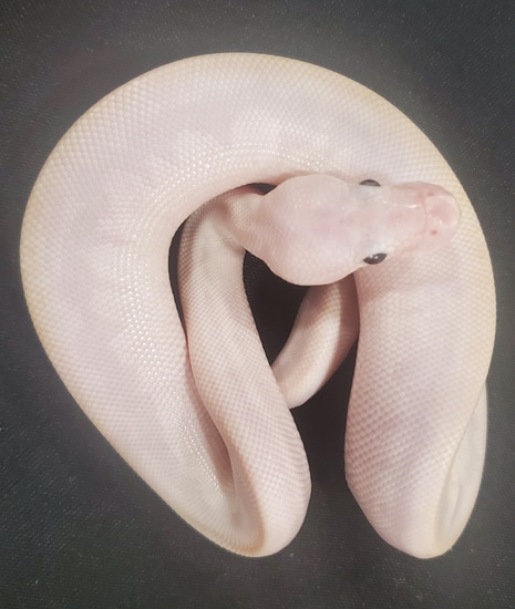 Bamboo Lesser Ball Python by WT BAZAAR