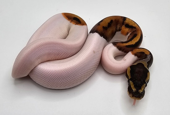 YB Copper Pied Ball Python by WT BAZAAR
