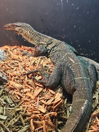 Large Black Roughnecks Black Roughneck Monitor by WT BAZAAR