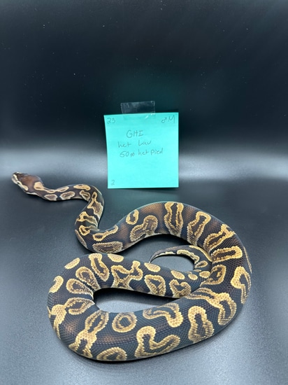 GHI Het Lav Albino 50% Het Pied Ball Python by Pipe Welder Pythons
