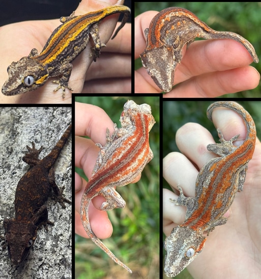 5-Garg Bundle: High End Lineage + 1 Mystery Baby Gargoyle Gecko by ...