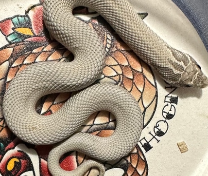 Snow Superconda (Super Yeti) Poss Arctic Western Hognose by Hardcore ...