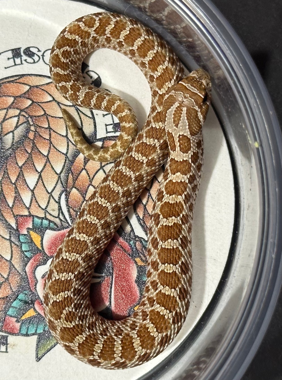 Lemon Ghost Outcross Het Frost Ph Toffee Western Hognose by Hardcore ...