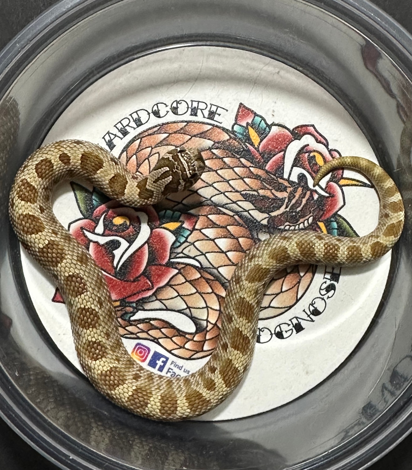 Lemon Ghost Outcross Conda Het Frost PH Toffee Western Hognose by ...