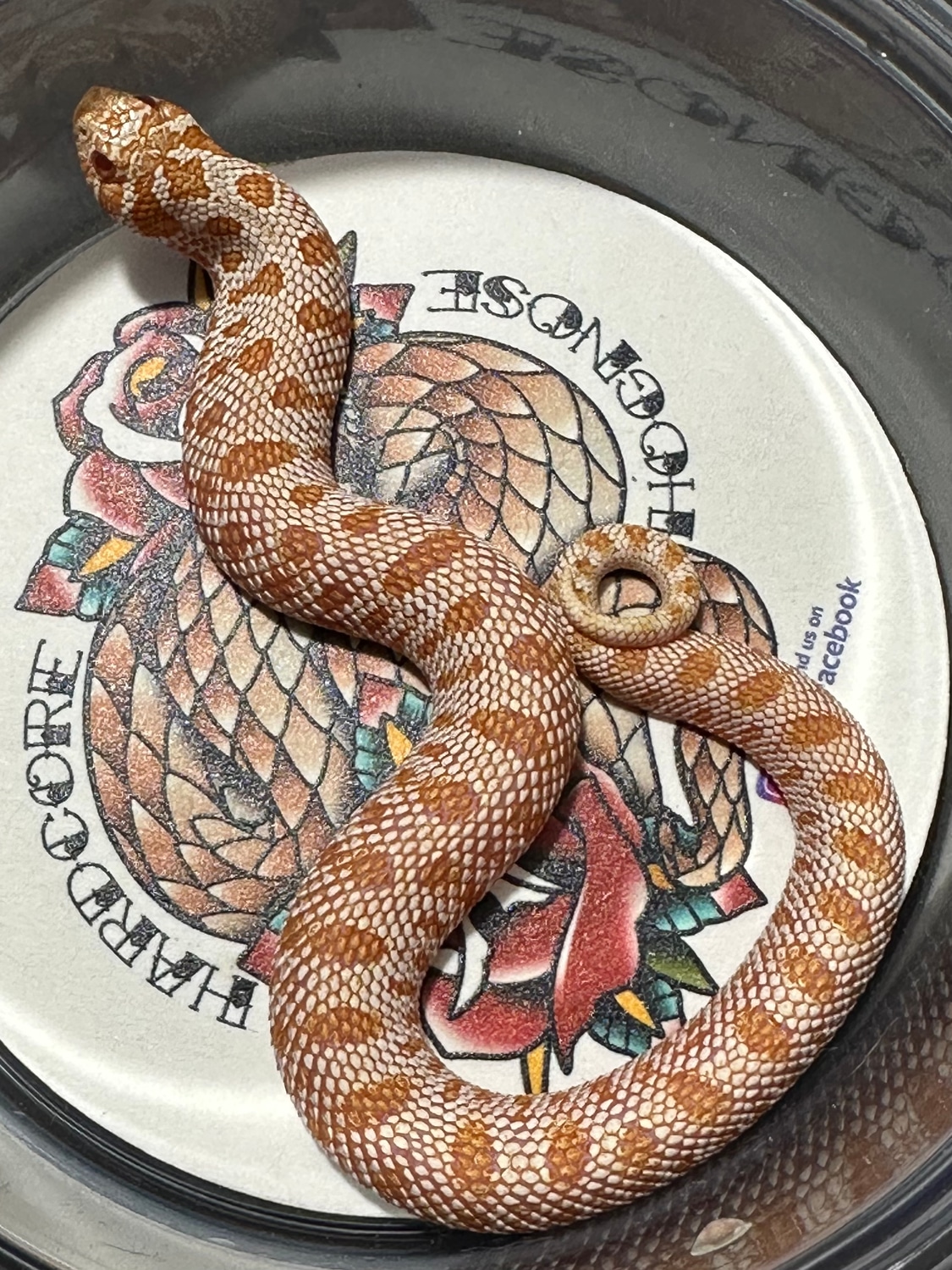 Arctic Albino Anaconda (AAA) Het Axanthic Western Hognose by Hardcore ...