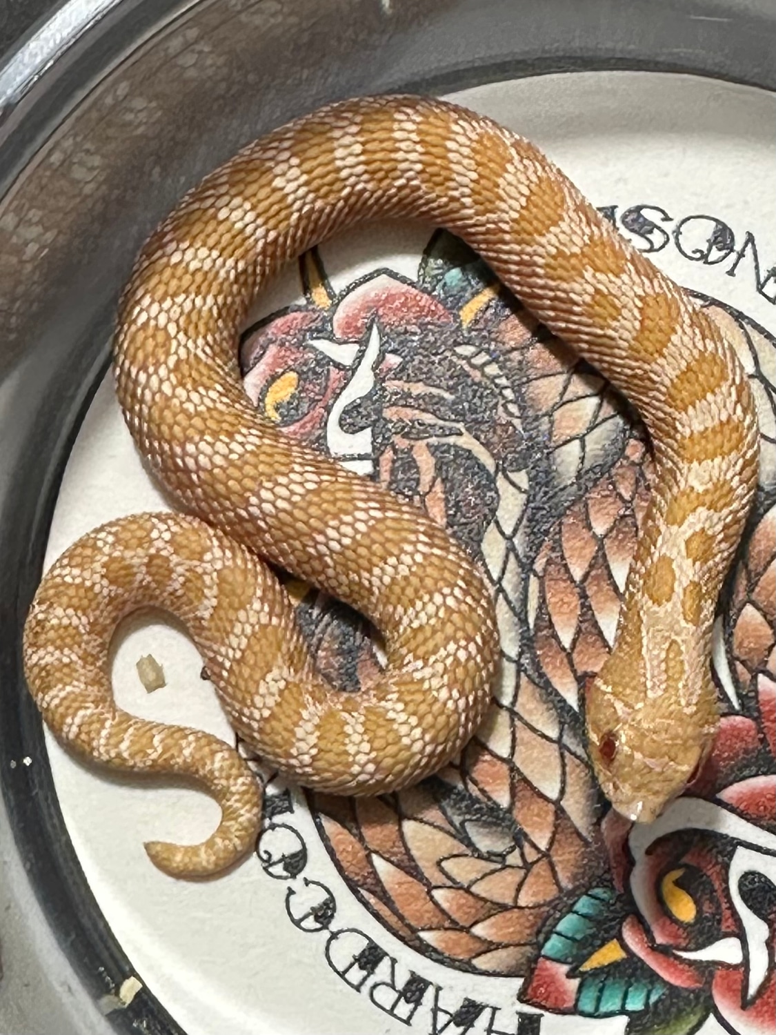 Orange Albino Western Hognose by Hardcore Hognose - MorphMarket
