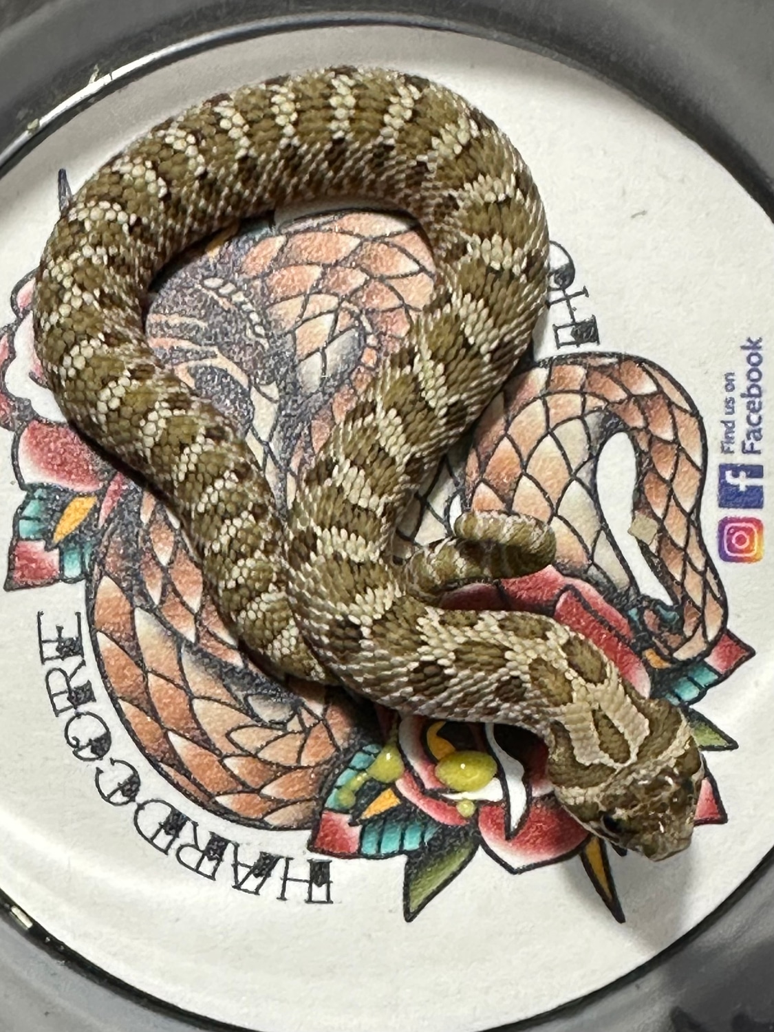 66% DH Sunburst Western Hognose by Hardcore Hognose - MorphMarket