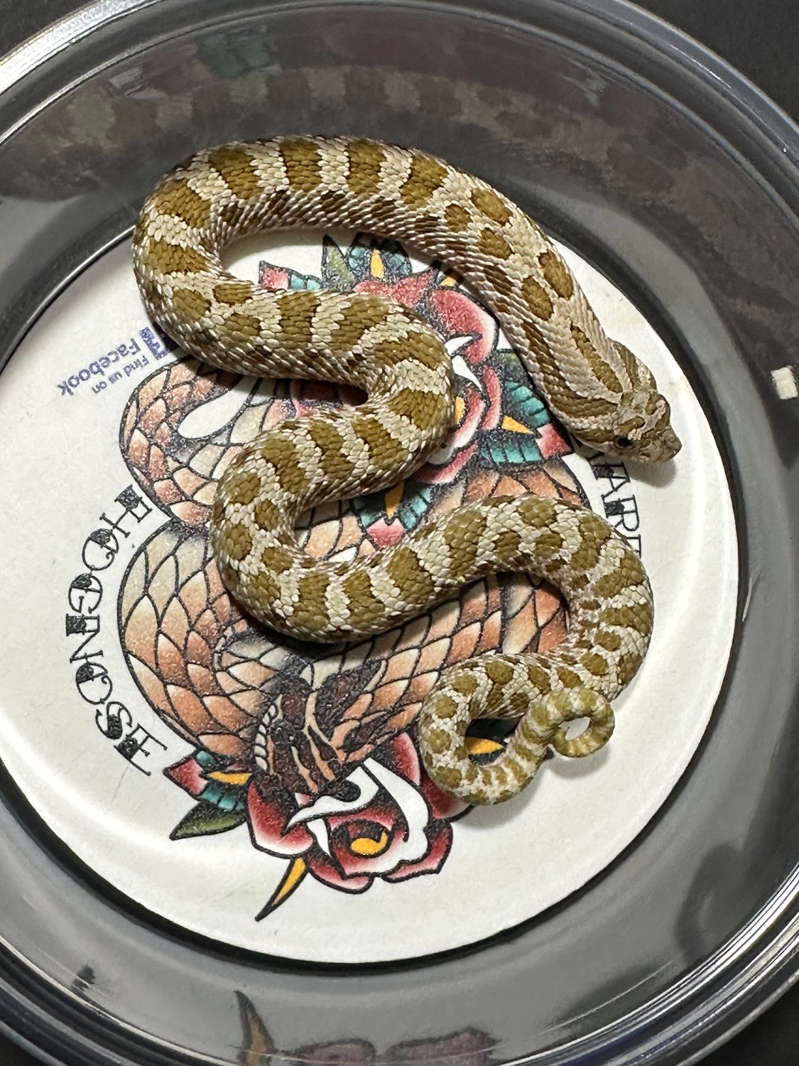 66% Green 66% DH Sunburst (Poss Conda) Western Hognose by Hardcore ...