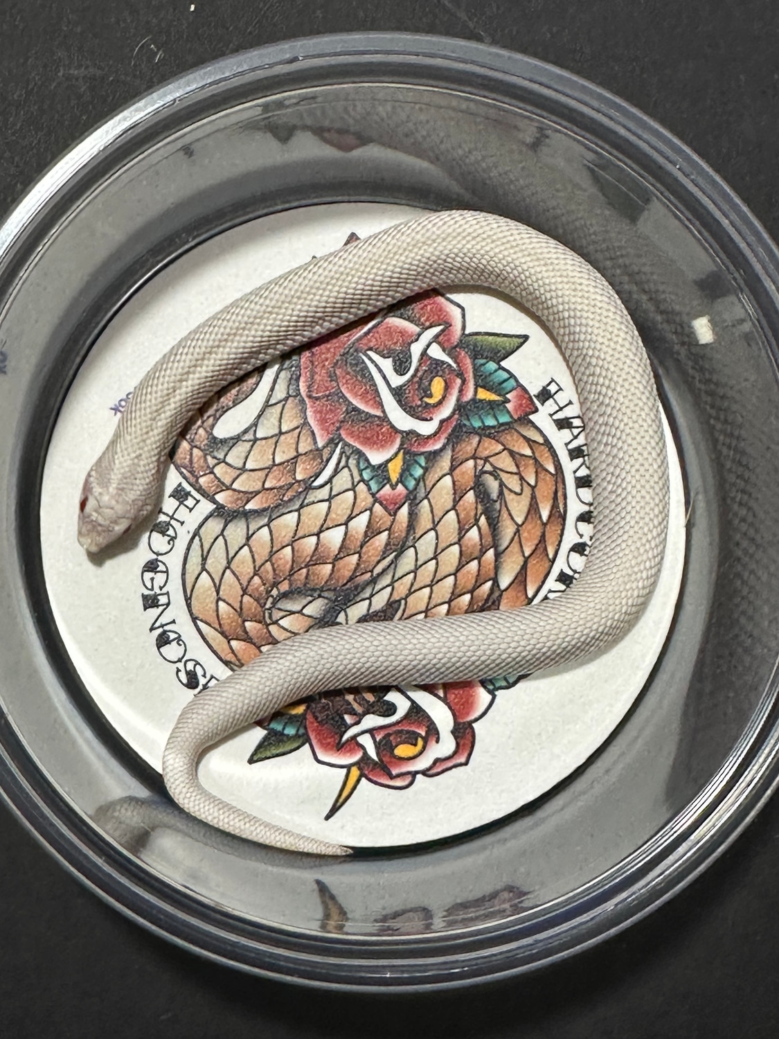 Snow Superconda (Super Yeti) Poss Arctic Western Hognose by Hardcore ...