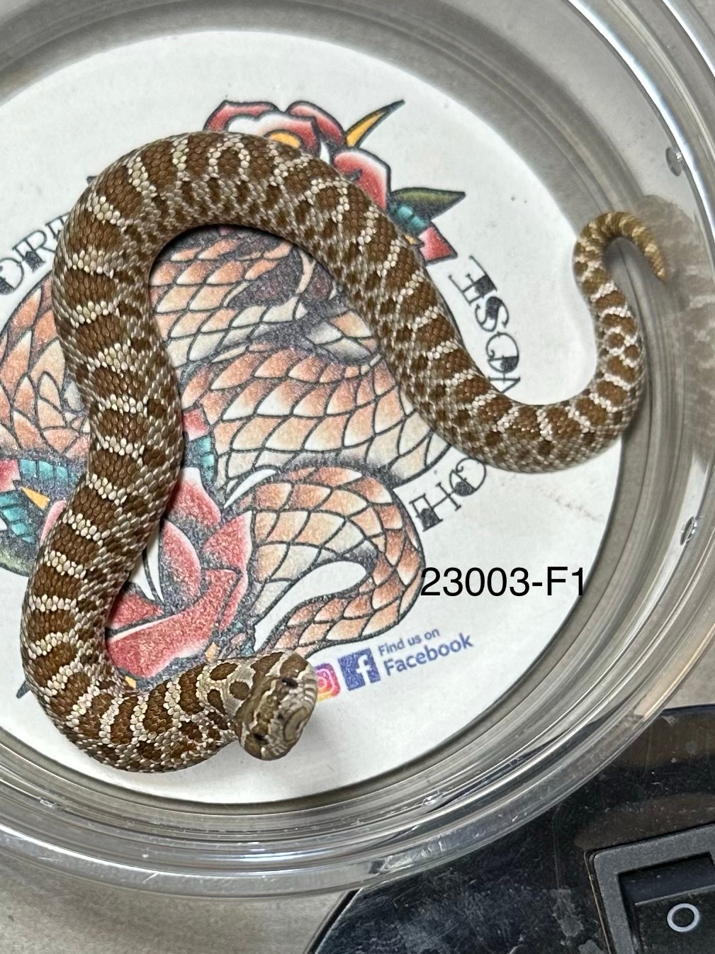 Lemon Ghost Outcross Het Toffee/axanthic Western Hognose by Hardcore ...