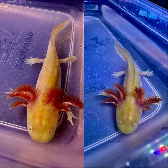 GFP Golden Albino Axolotl by Lots of Lotls