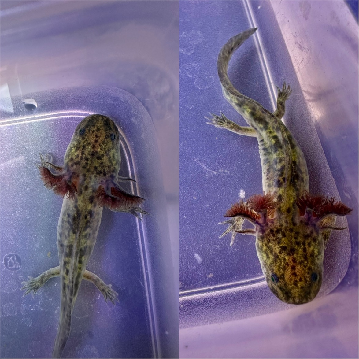 GFP Wild Type Axolotl by Christopher’s Axolotls and Aquatics - MorphMarket