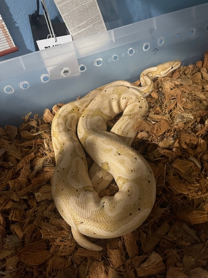 Banana Ball Python by The Hiss n Fang House