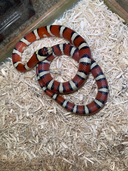 Arizona Mountain Kingsnake by The Hiss n Fang House