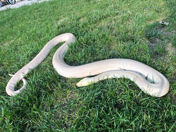 Orange Glow Super Motley Possible Tiger Paradox Reticulated Python by ...
