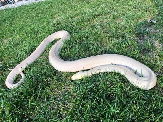 Orange Glow Super Motley Possible Tiger Paradox Reticulated Python by ...