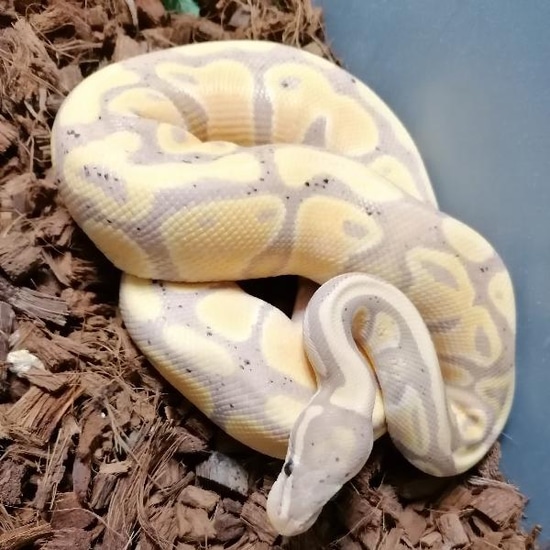 Banana Het Dreamsicle Lavender Albino / Pied Ball Python by Wynyard Royals