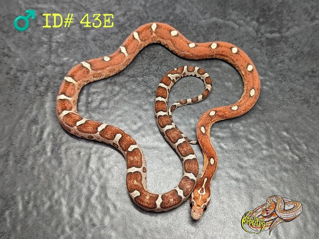 Micro-scaleless Het Amel, Hypo 50% Het Diffused Corn Snake by Wyre ...