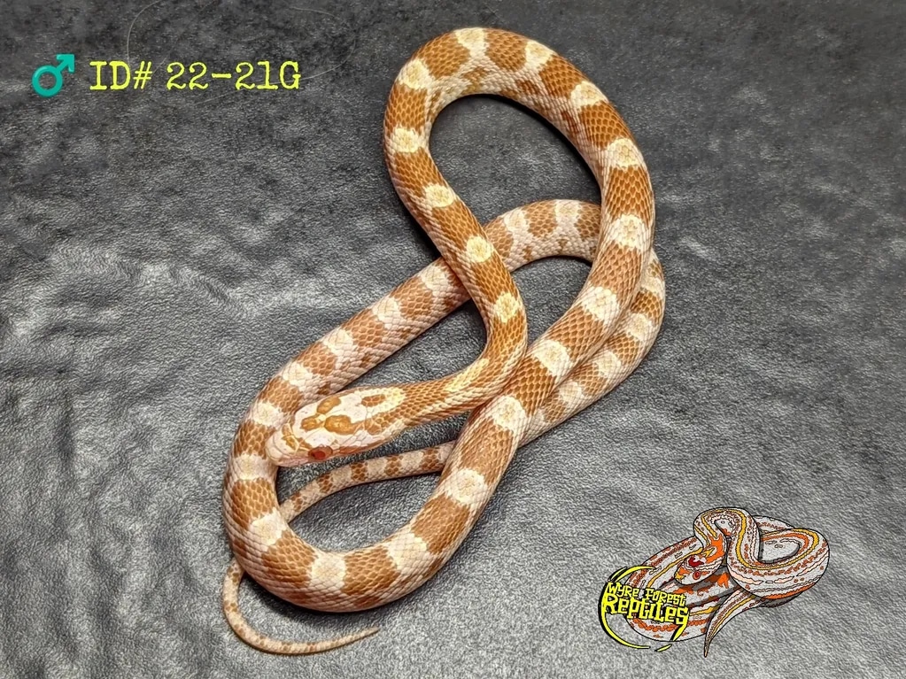 Butter Het Sunkissed, Hypo, Diffused, Lavender Corn Snake by Wyre ...