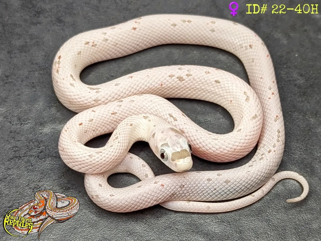 Palmetto Het Hypo, Cinder Corn Snake by Wyre Forest Reptiles - MorphMarket