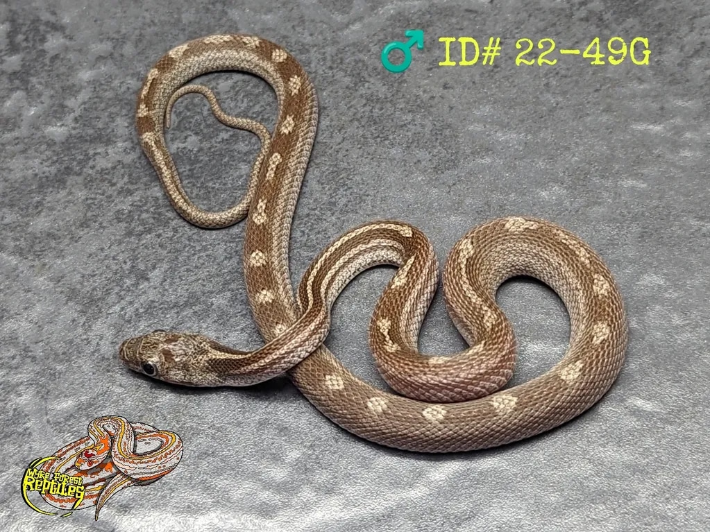 Cinder Motley Het Lavender, Caramel Corn Snake by Wyre Forest Reptiles ...