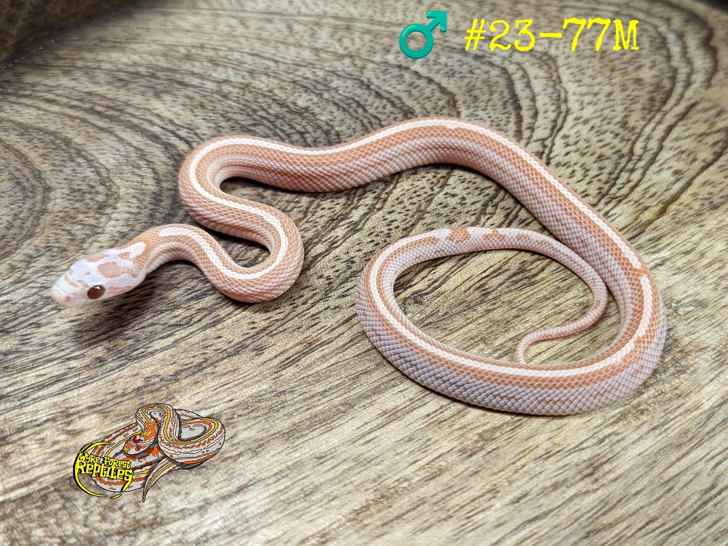 Hypo Lavender Motley/Stripe Het Peach 50% Amel Corn Snake by Wyre ...