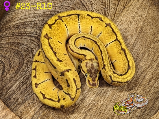 Super Blast Het Clown Ghost Ball Python by Wyre Forest Reptiles