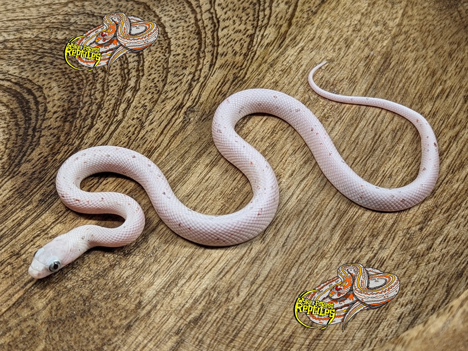 Palmetto Het Lavender 66% Anery 50% Hypo Sunkissed Corn Snake by Wyre ...