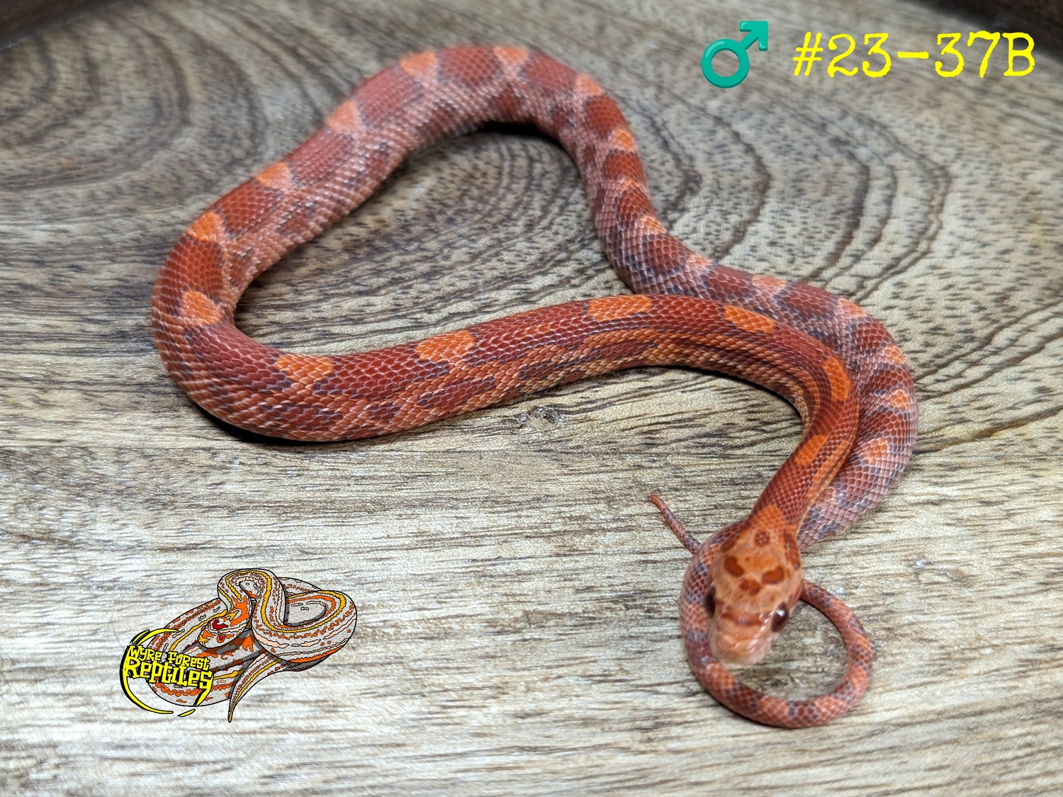 Red Factor Lavakeetee 50% Het Sunkissed Corn Snake by Wyre Forest ...