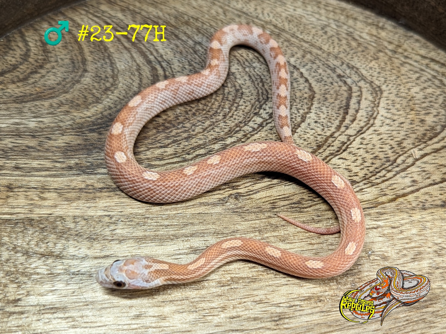 Hypo Lavender Motley Het Peach 50% Amel Corn Snake by Wyre Forest Reptiles - MorphMarket