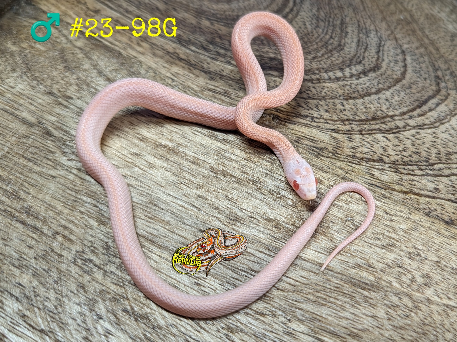 Coral Hypo Opal Stripe Corn Snake by Wyre Forest Reptiles - MorphMarket