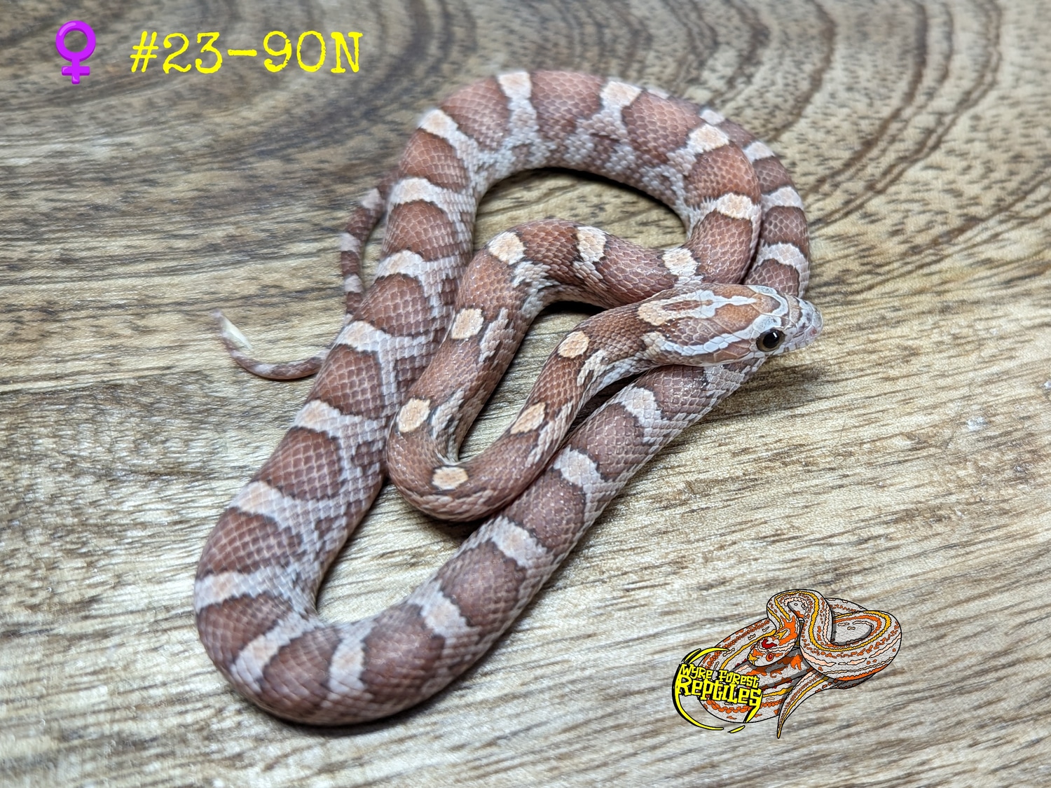 Red Factor Lavender Het Sunkissed Stripe Hypo 50% Amel Corn Snake by ...