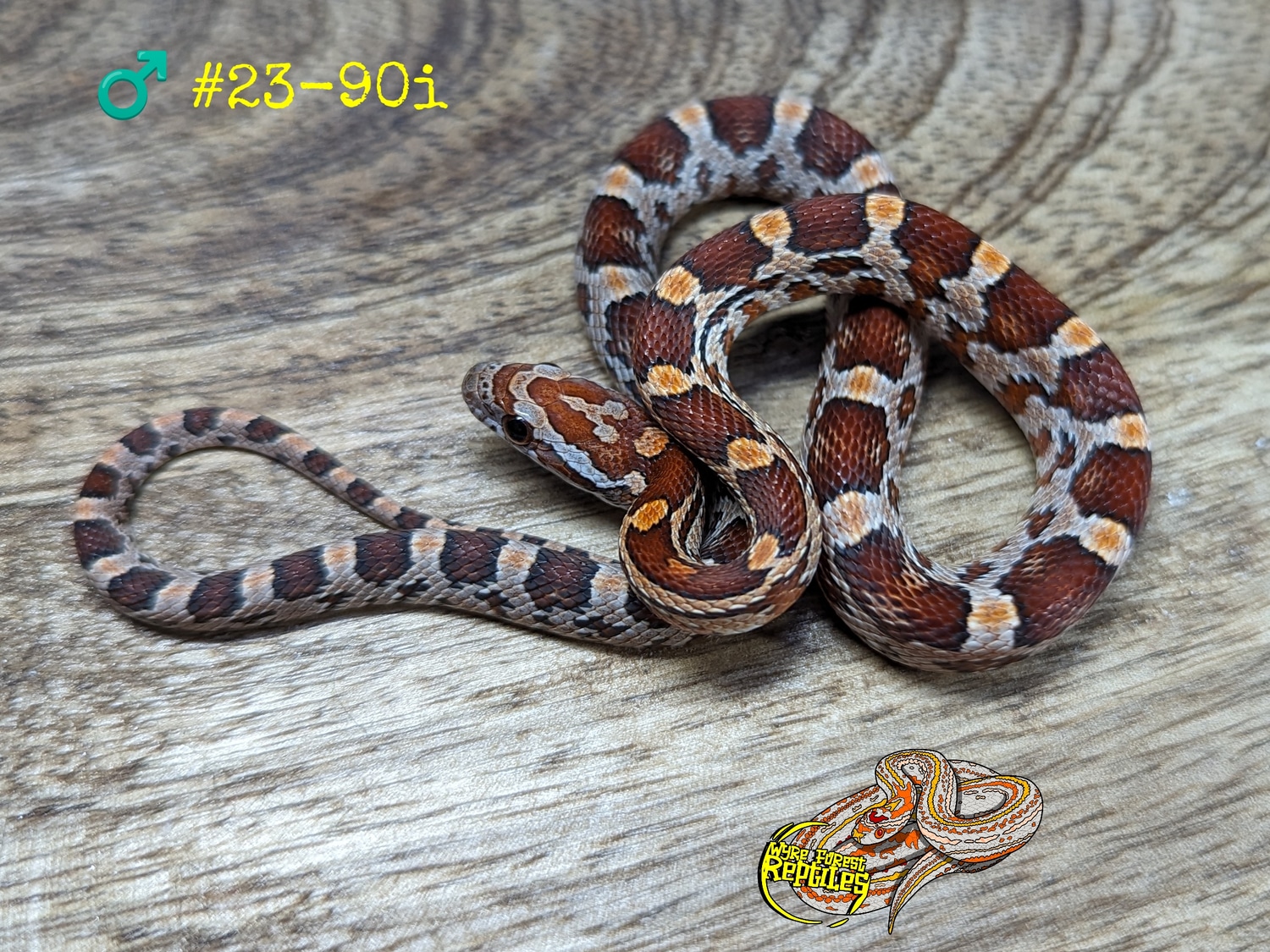 Red Factor Het Sunkissed Stripe Hypo Lavender 50% Amel Corn Snake by ...