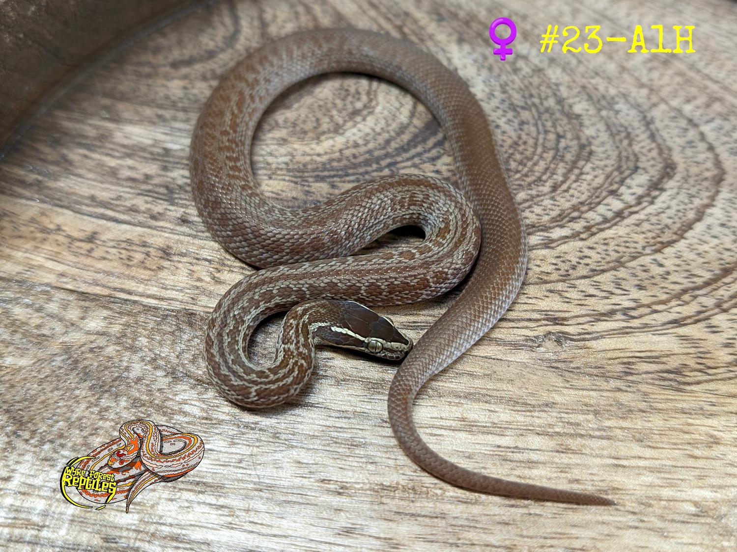 Capensis - Wild Type 66% Het T- Albino House Snake by Wyre Forest ...