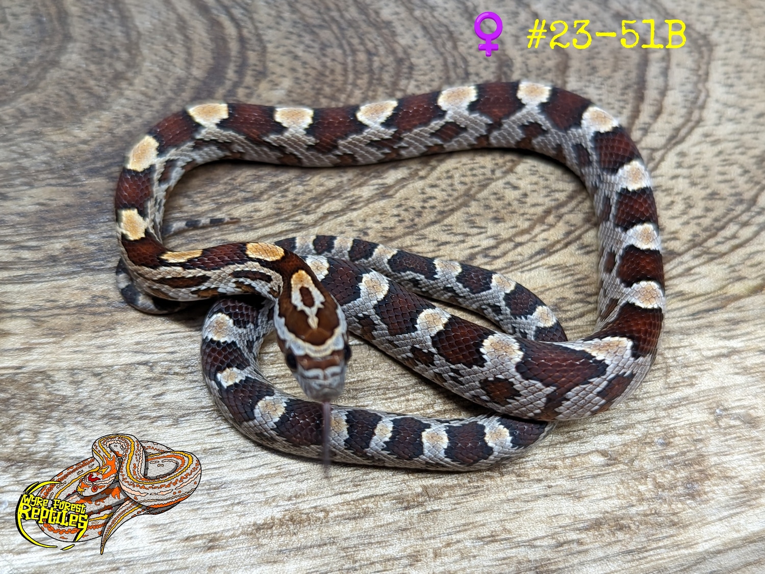 Normal Het Caramel Lavender Stripe Corn Snake by Wyre Forest Reptiles ...