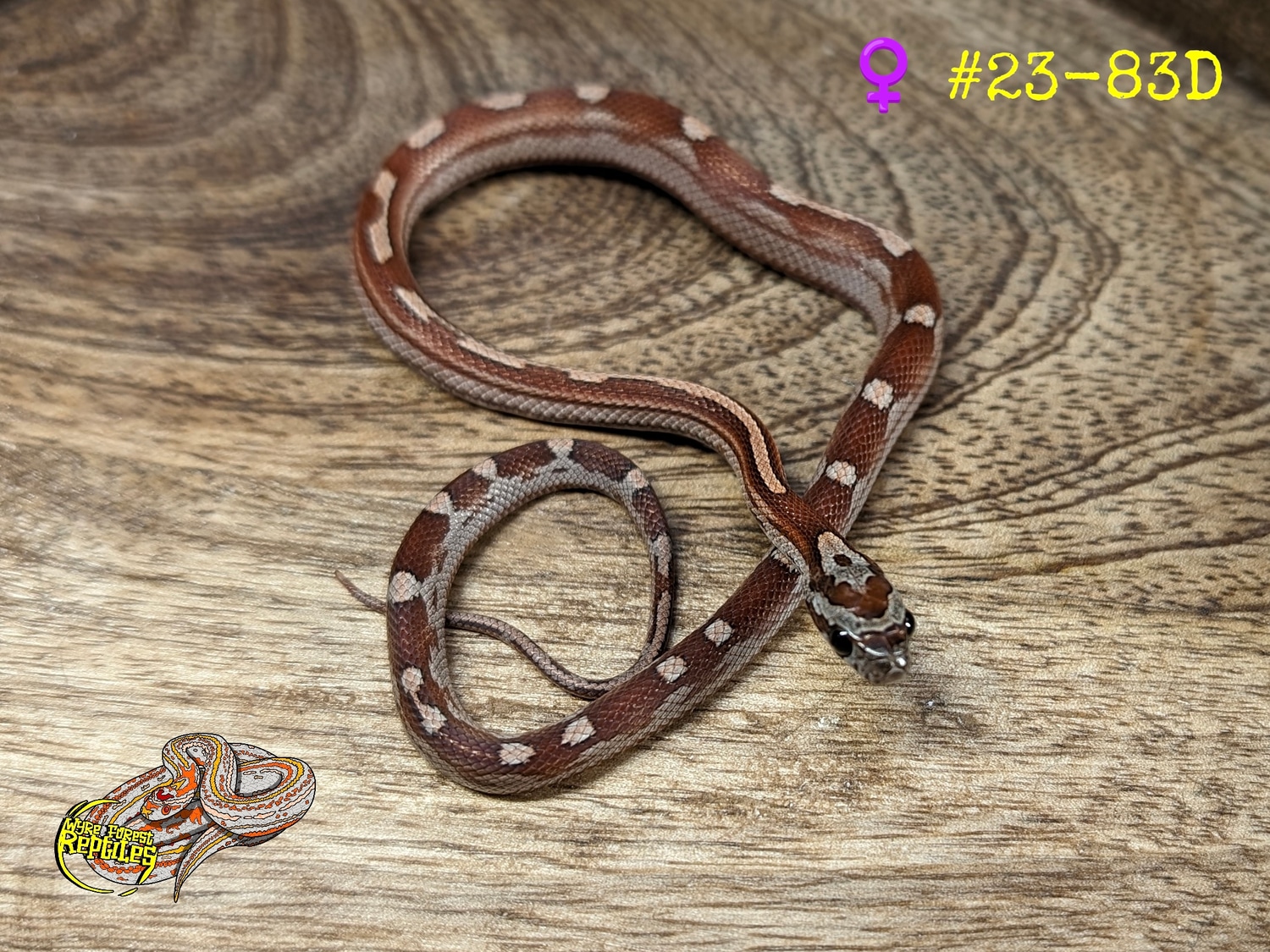 Motley 66% Palmetto Lavender Cinder Corn Snake by Wyre Forest Reptiles ...