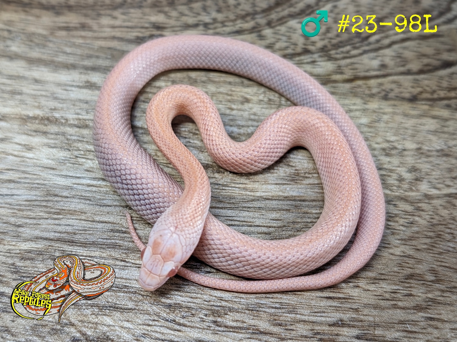 Coral Hypo Opal Stripe Corn Snake by Wyre Forest Reptiles - MorphMarket